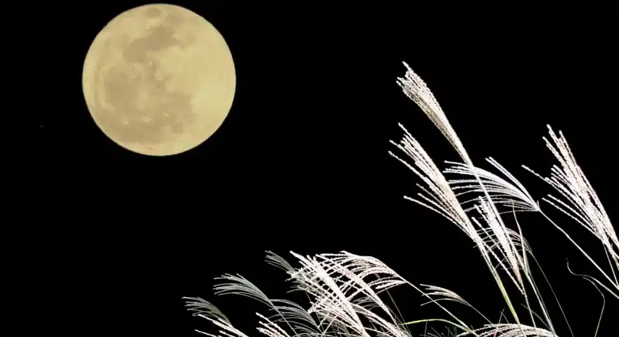 Tsukimi: The Mid-Autumn Festival in Japan - Joyasia